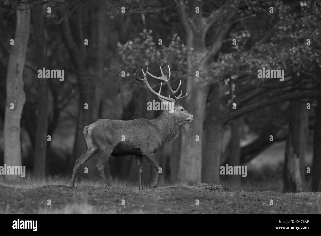 Bracken red Black and White Stock Photos & Images - Alamy