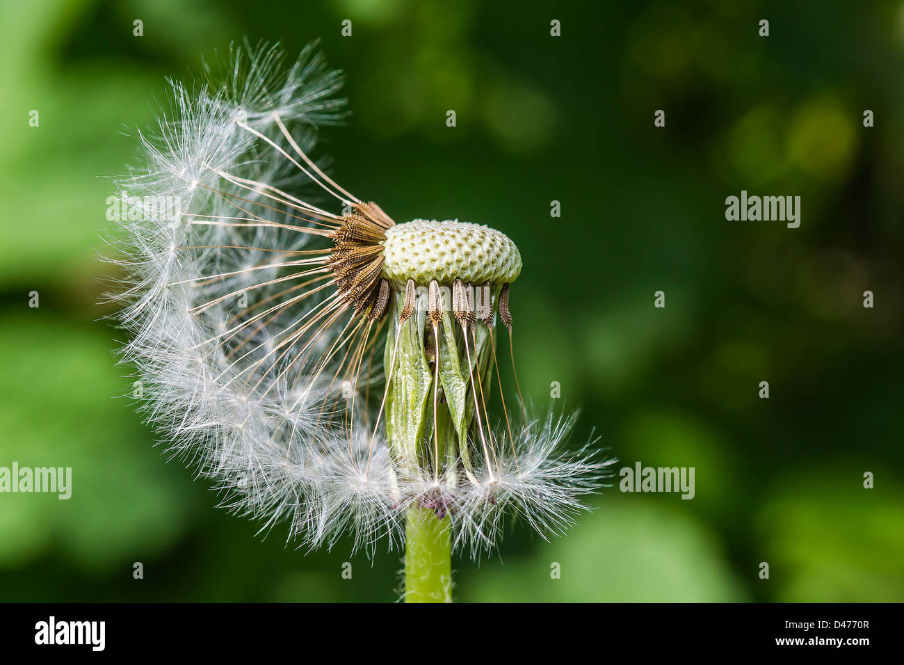 New birth growth vegetation hi-res stock photography and images - Alamy