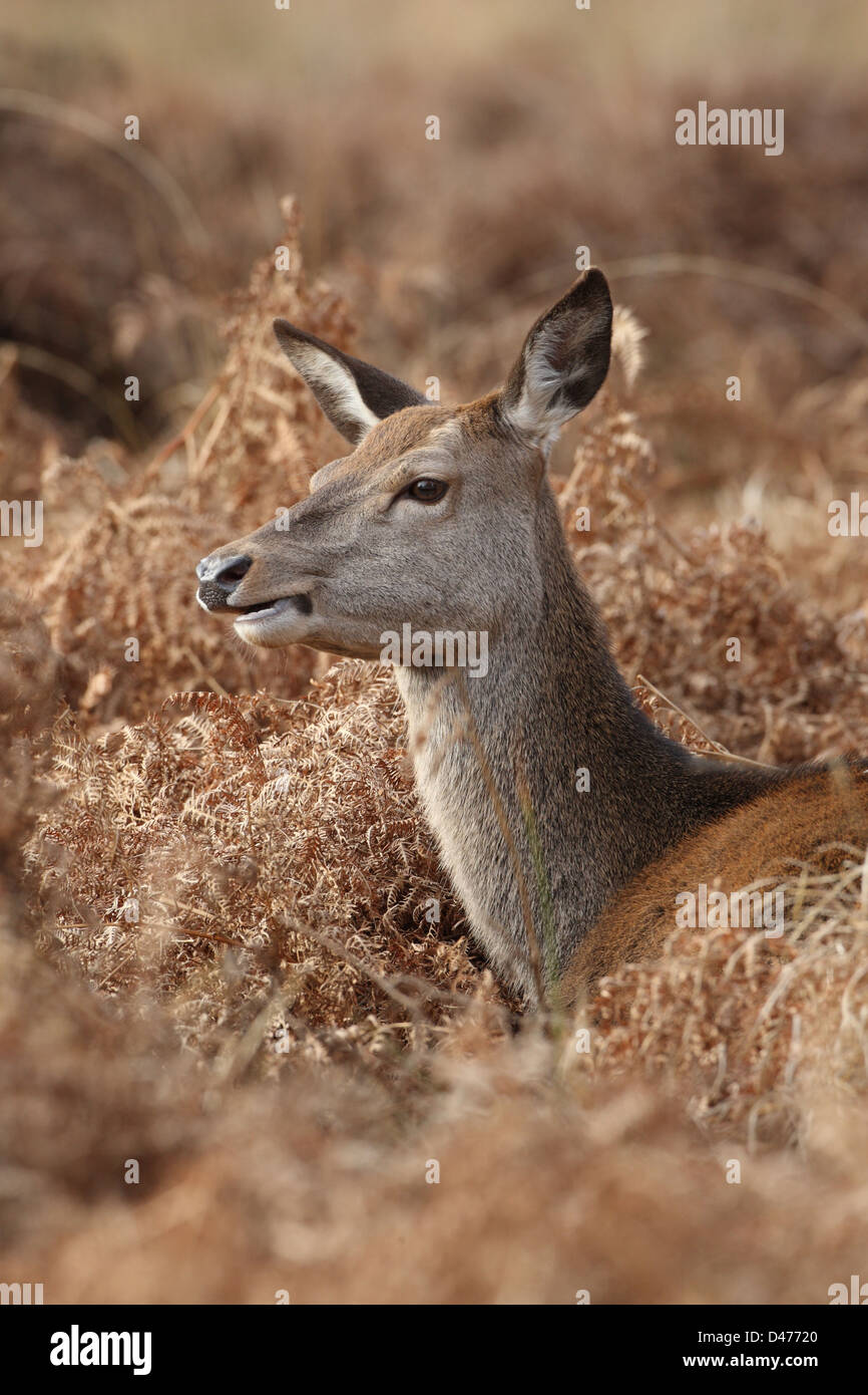 Red deer commission hi-res stock photography and images - Alamy