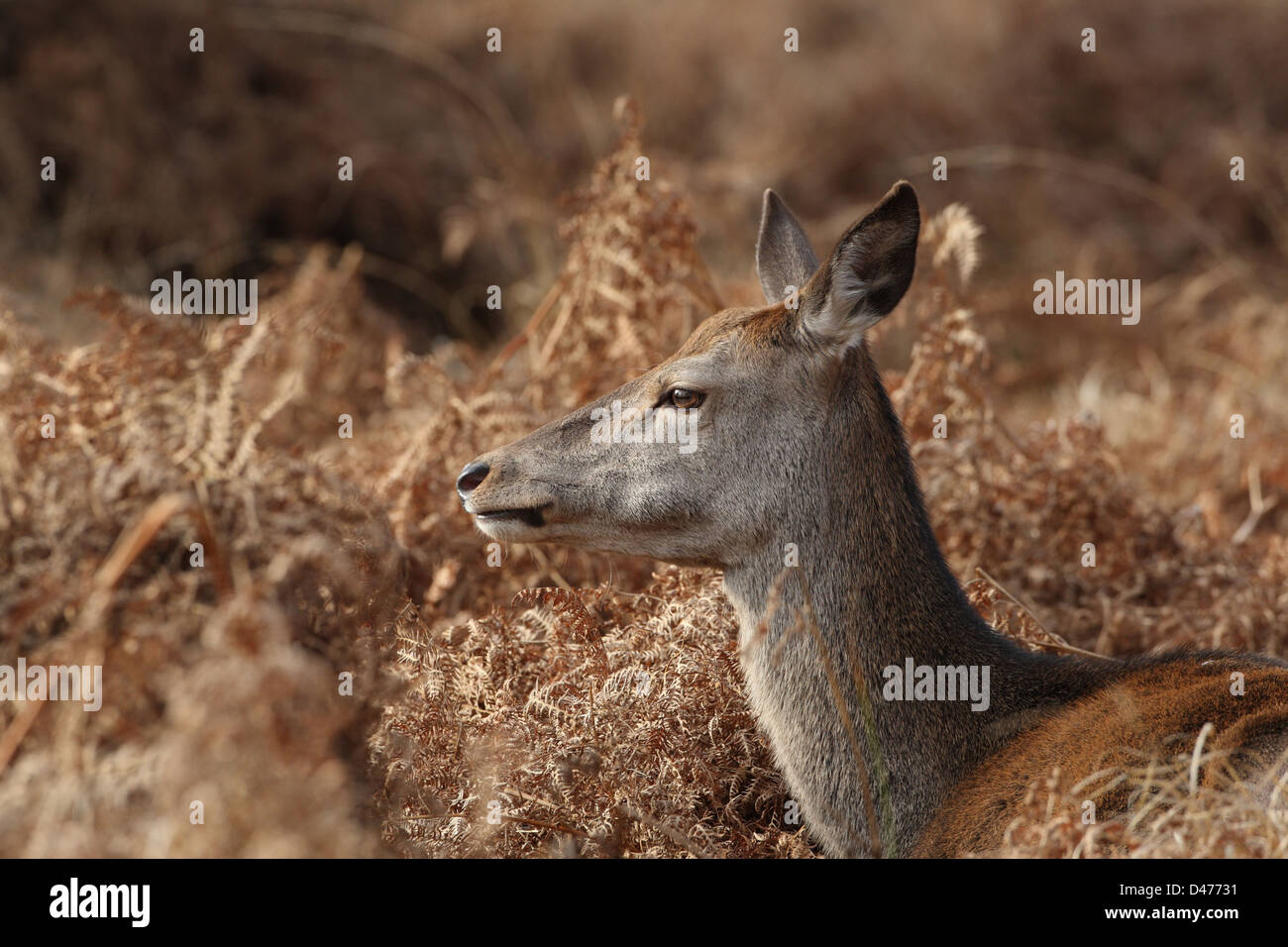 Red deer commission hi-res stock photography and images - Alamy