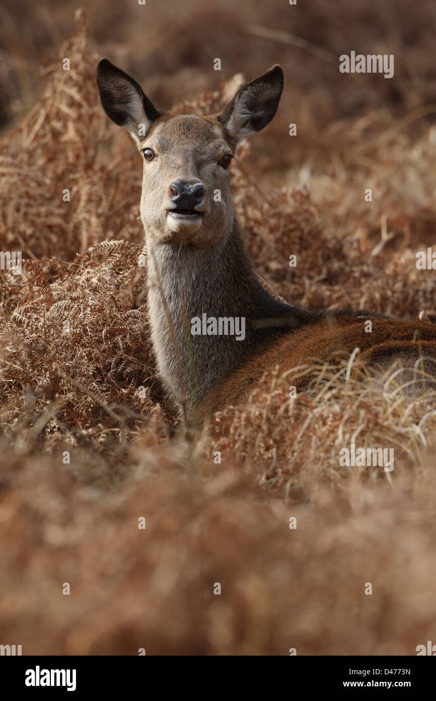 Red deer commission hi-res stock photography and images - Alamy