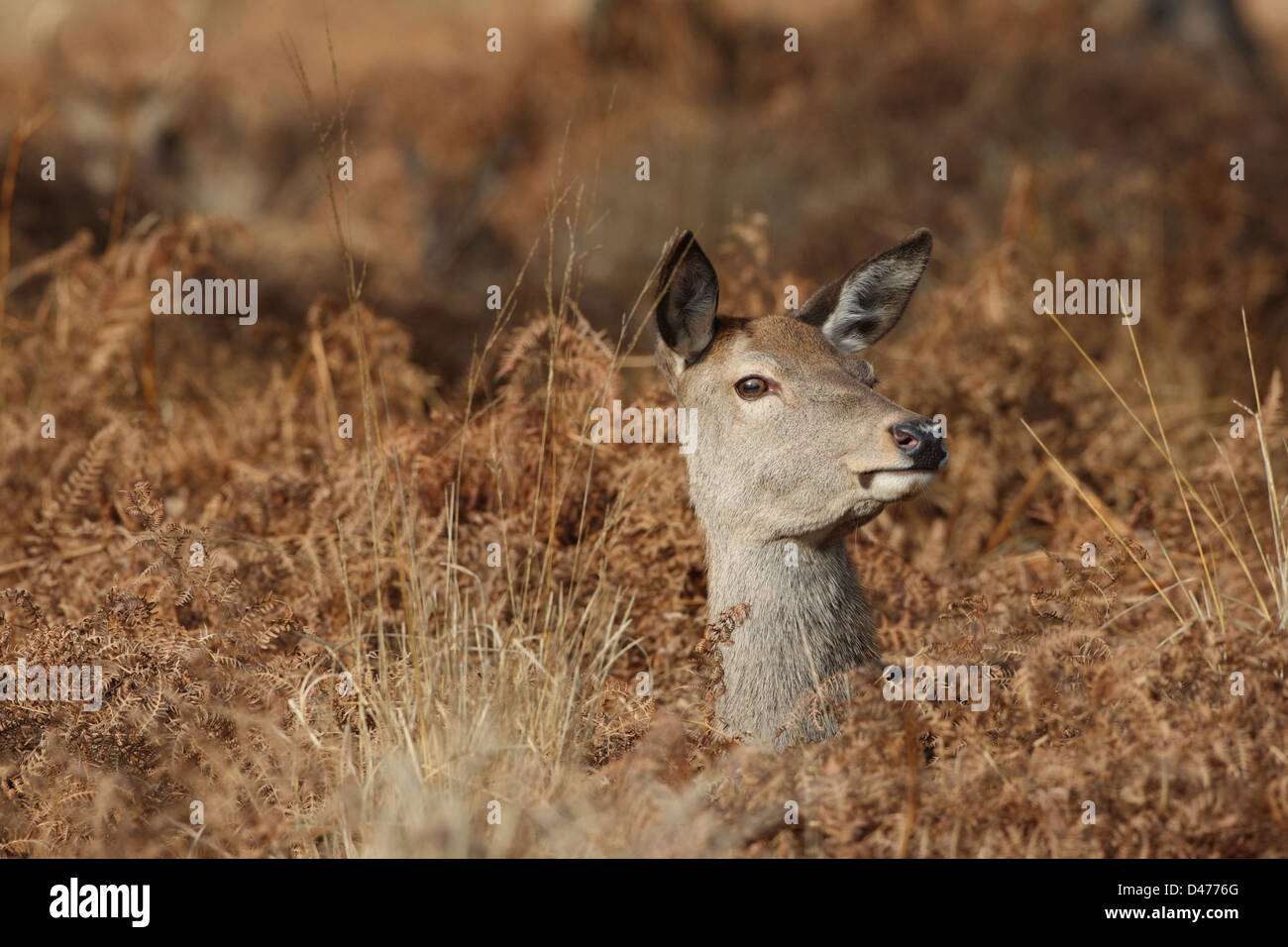 Red deer commission hi-res stock photography and images - Alamy