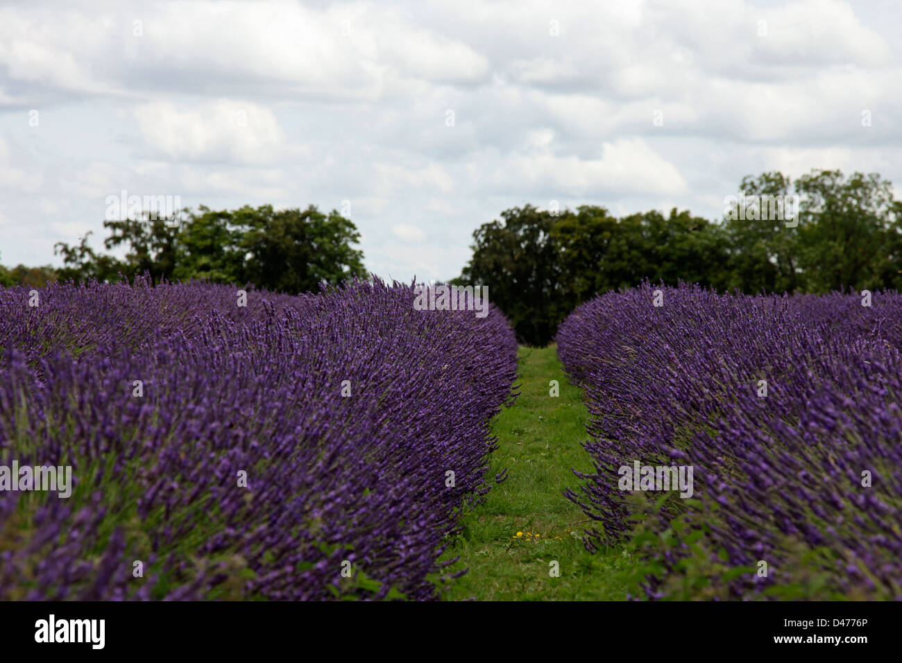 Growing lavendula hi-res stock photography and images - Alamy
