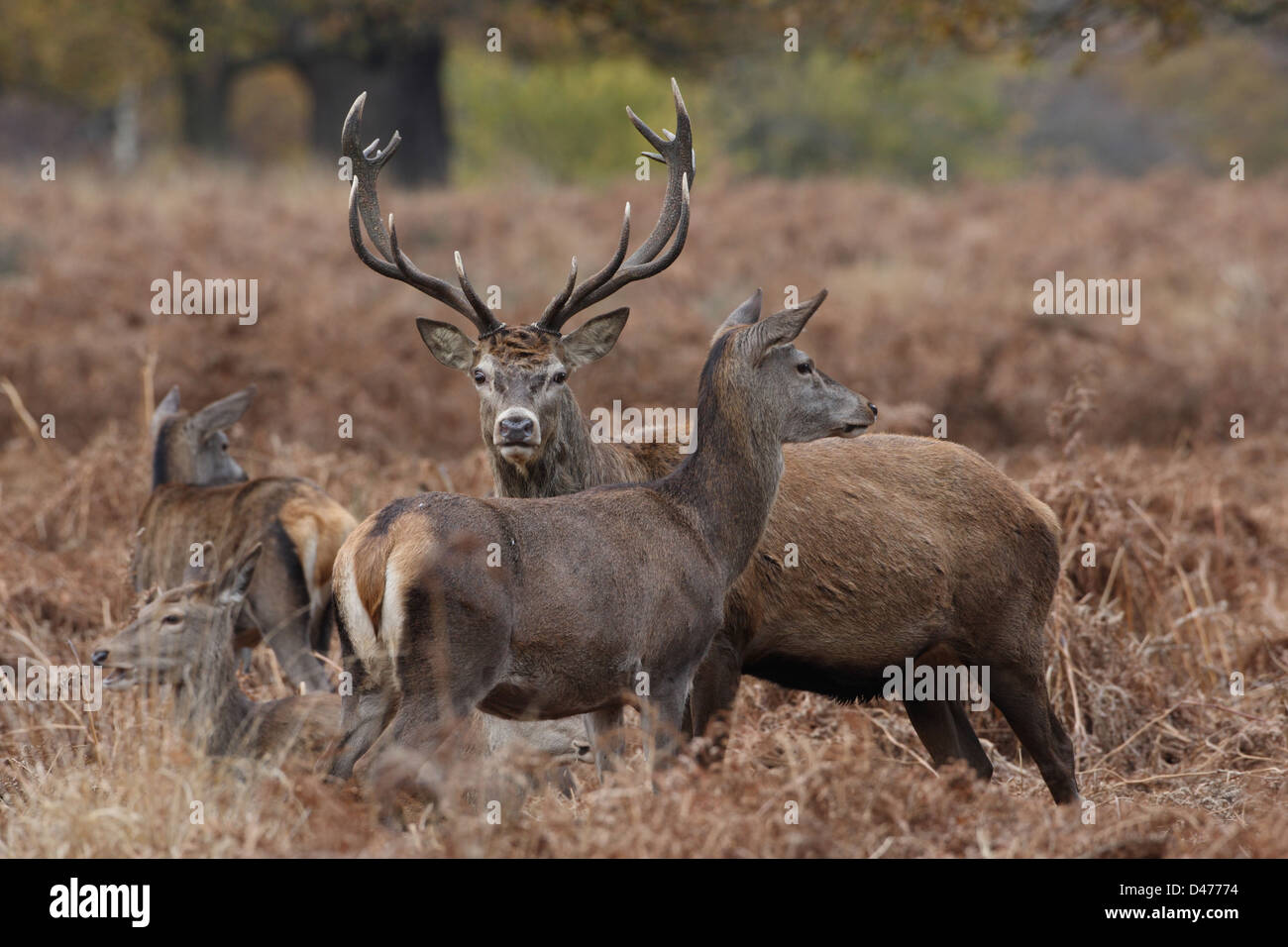Red deer commission hi-res stock photography and images - Alamy
