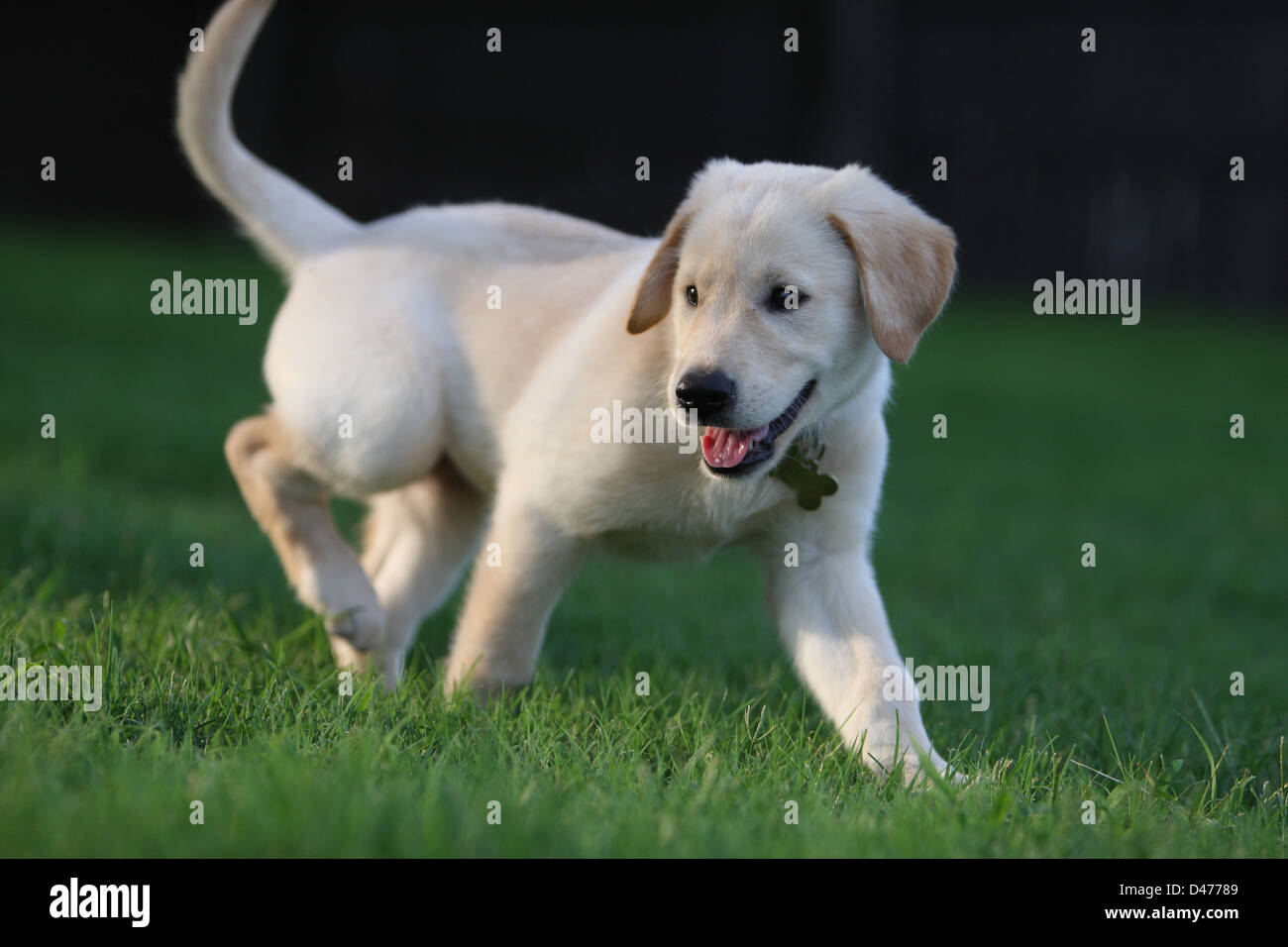 Labrador Retriever West Highland White High Resolution Stock ...