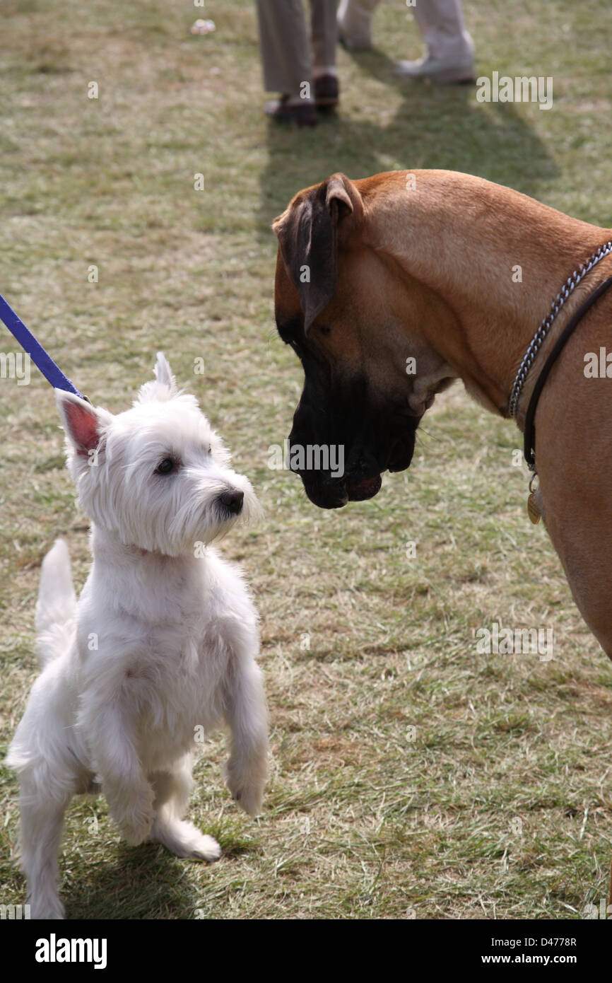 Labrador retriever west highland white hi-res stock photography and ...
