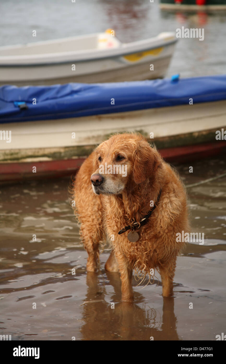 Labrador sheep dog hi-res stock photography and images - Alamy