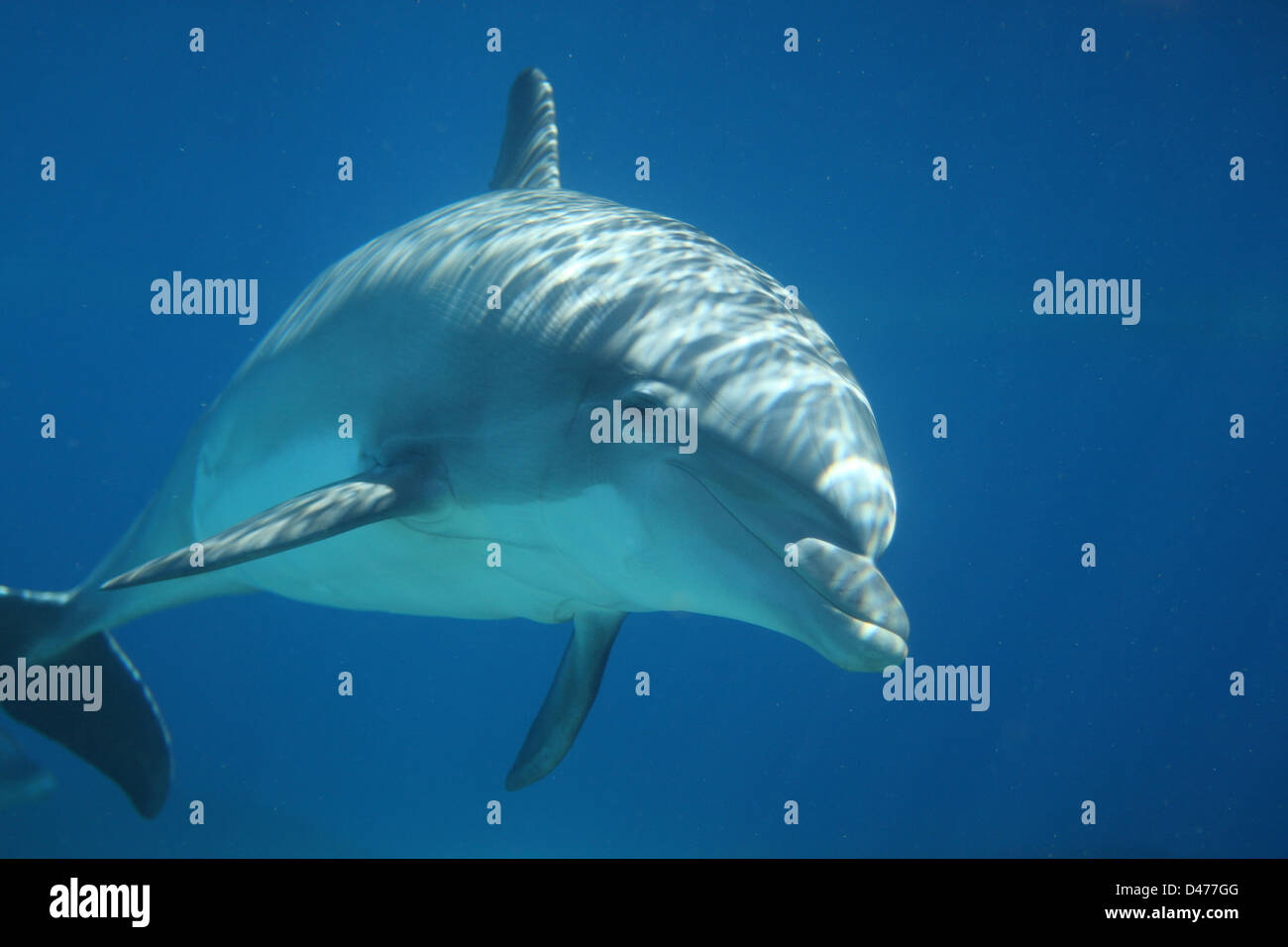 Dolphin communication hi-res stock photography and images - Alamy