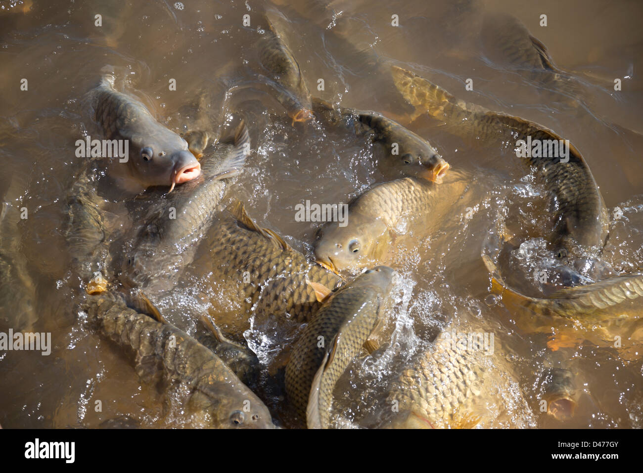 Lake carp hi-res stock photography and images - Alamy