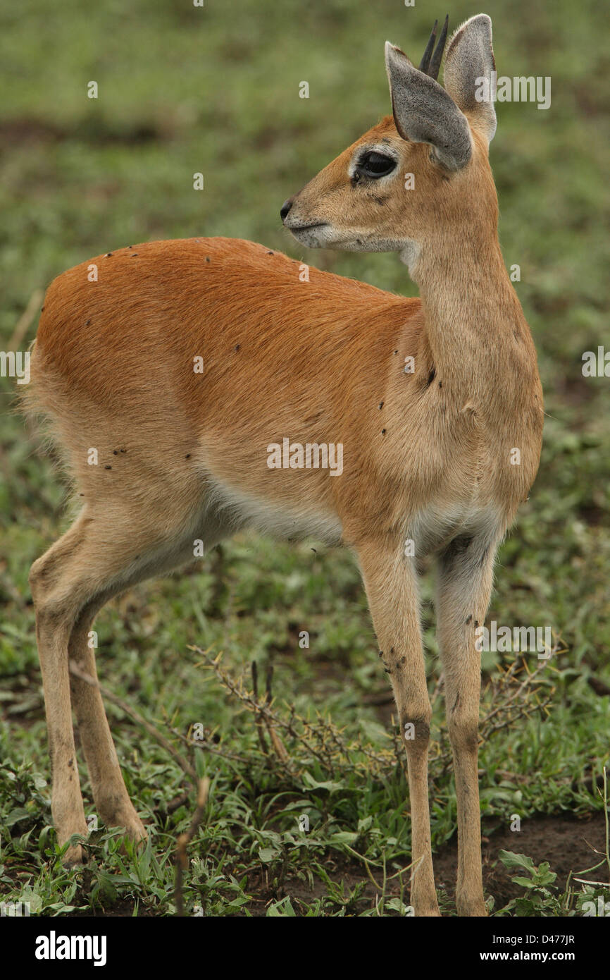 Checklist bushmeat hi-res stock photography and images - Alamy