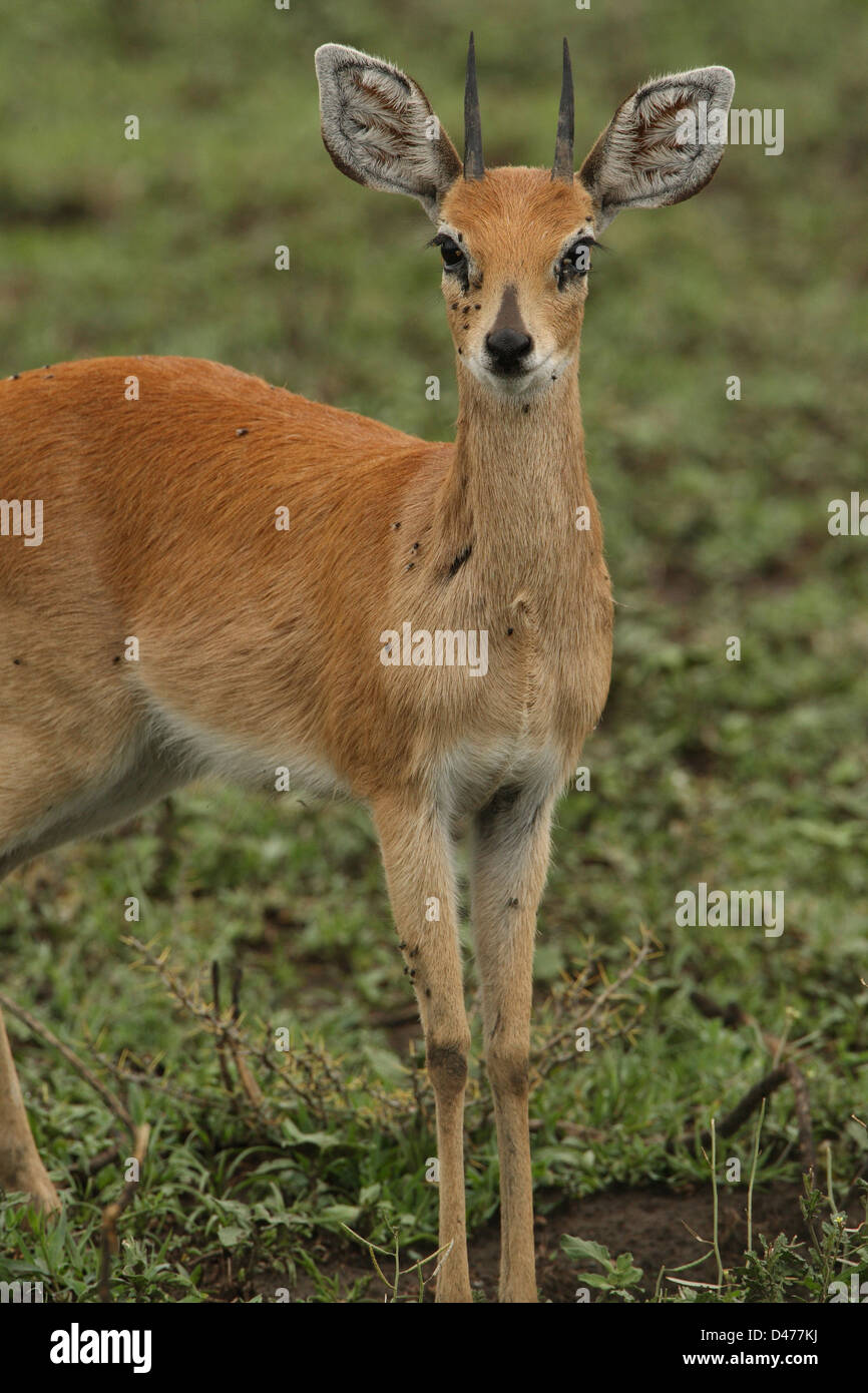 Rutting s hi-res stock photography and images - Alamy