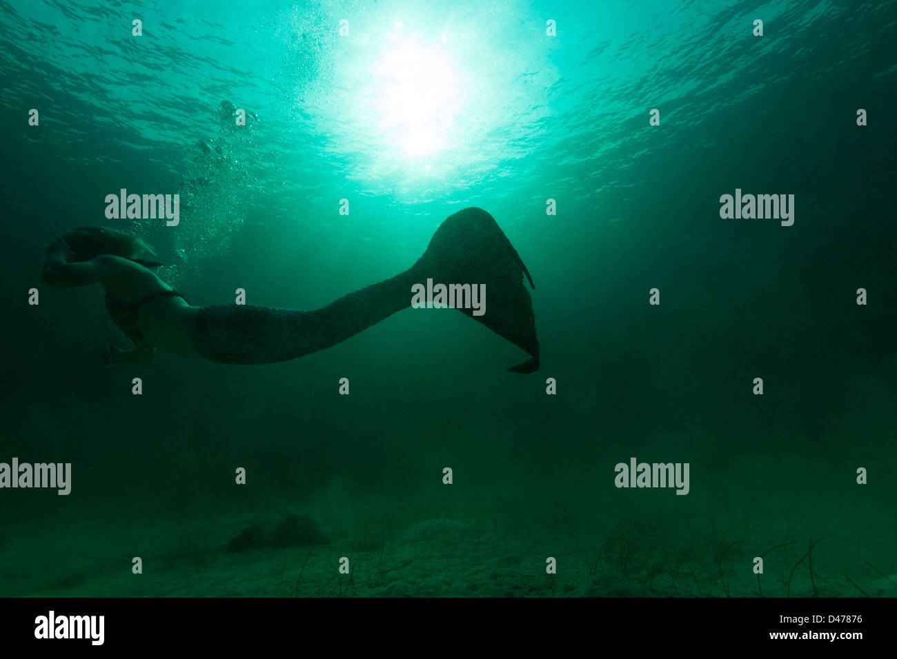 Silhouetted mermaid swimming through murky green water, in the Bahamas ...