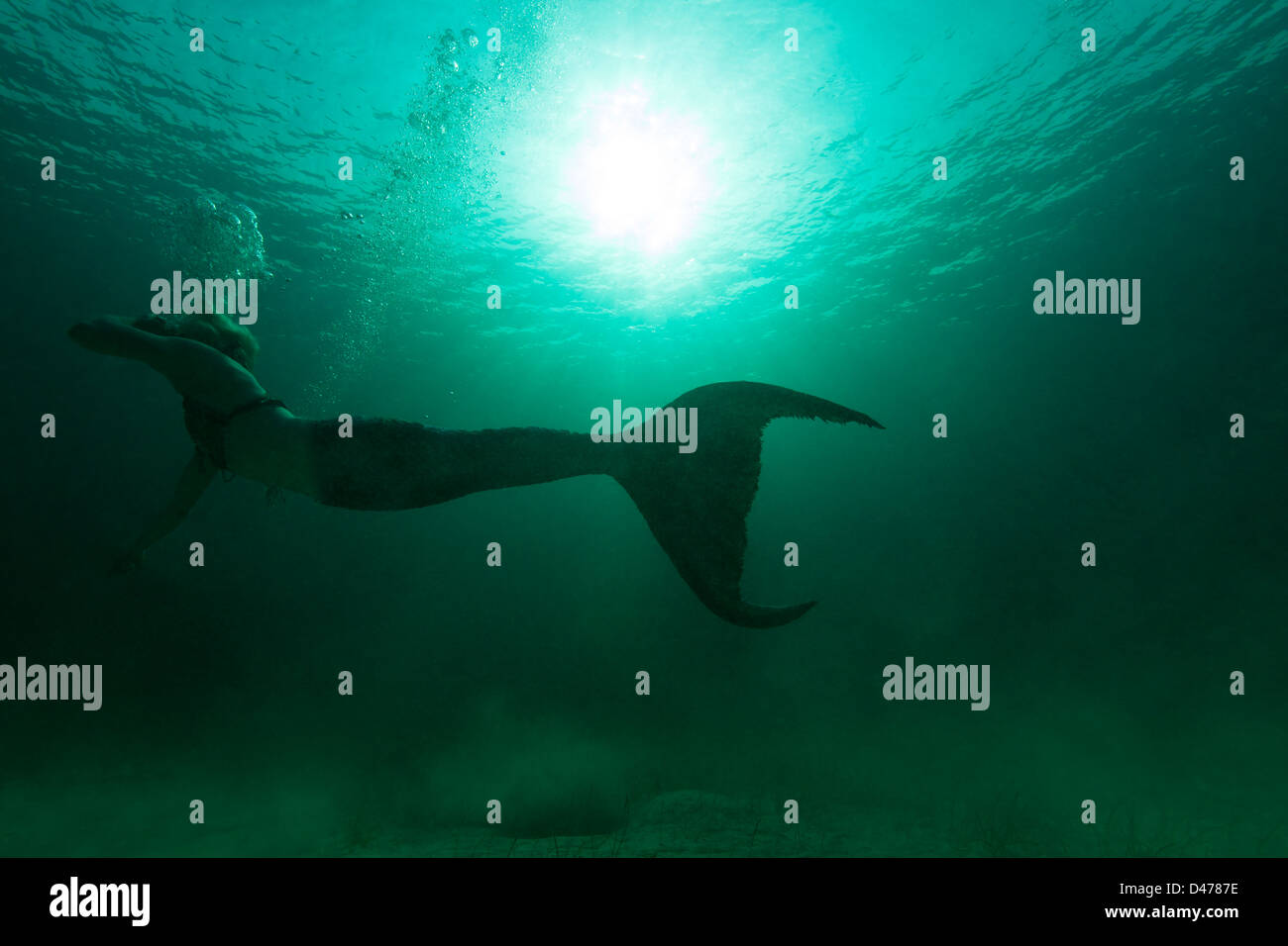 Silhouetted mermaid swimming through murky green water, in the Bahamas ...