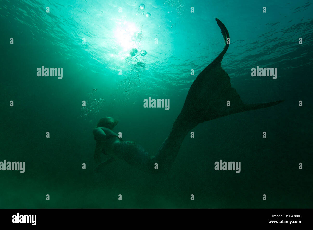 A mermaid swimming through murky green water, in the Bahamas Stock ...