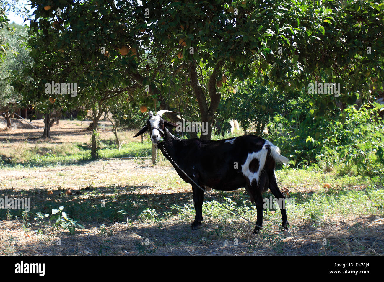 Goat under an Orange tree, Zakynthos Island, Zante, Greece, Europe ...