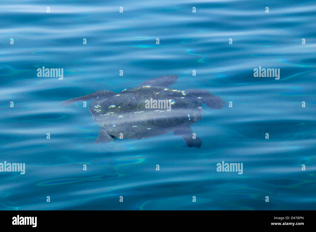 Loggerhead Turtle ( Carreta caretta ) in the sea at Laganas resort ...