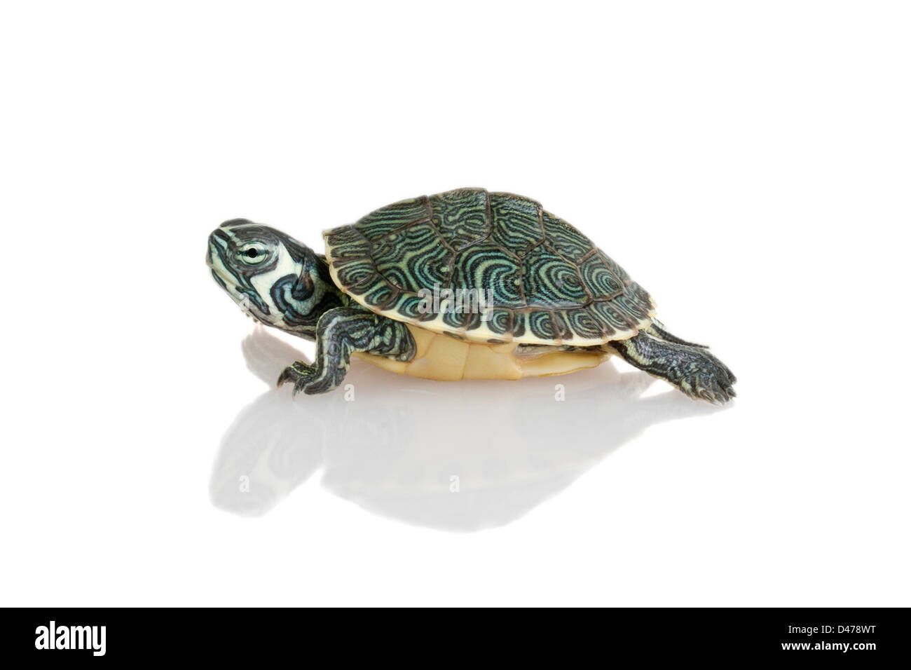 Turtle on white background Stock Photo - Alamy