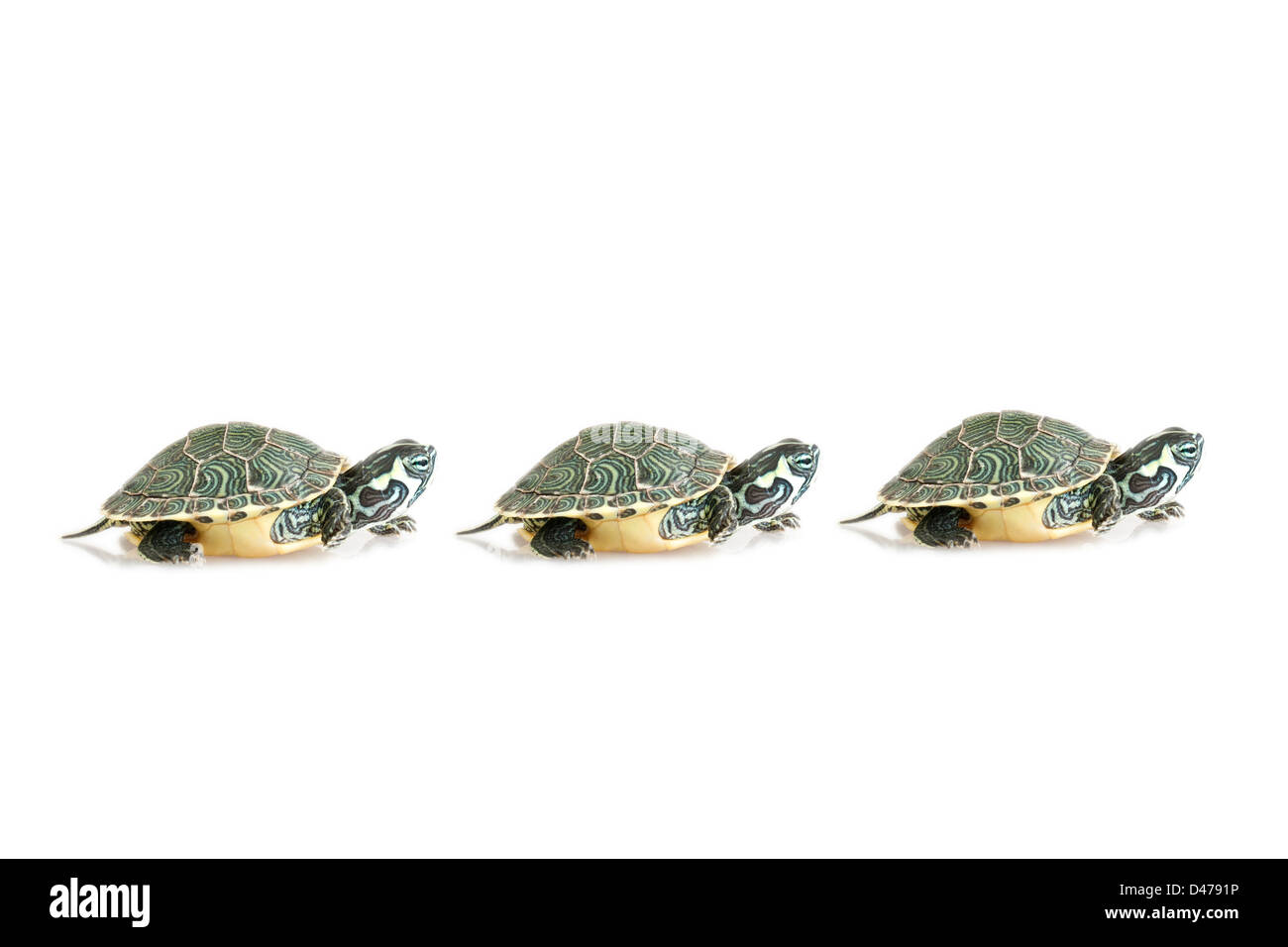 The three species Cut Out Stock Images & Pictures - Alamy