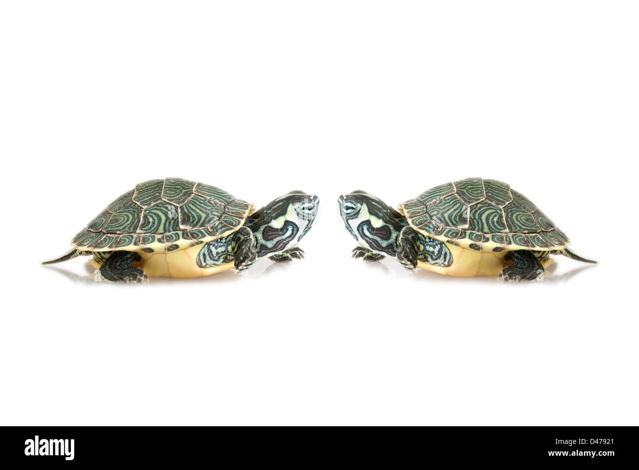 Two turtles that you look Stock Photo - Alamy