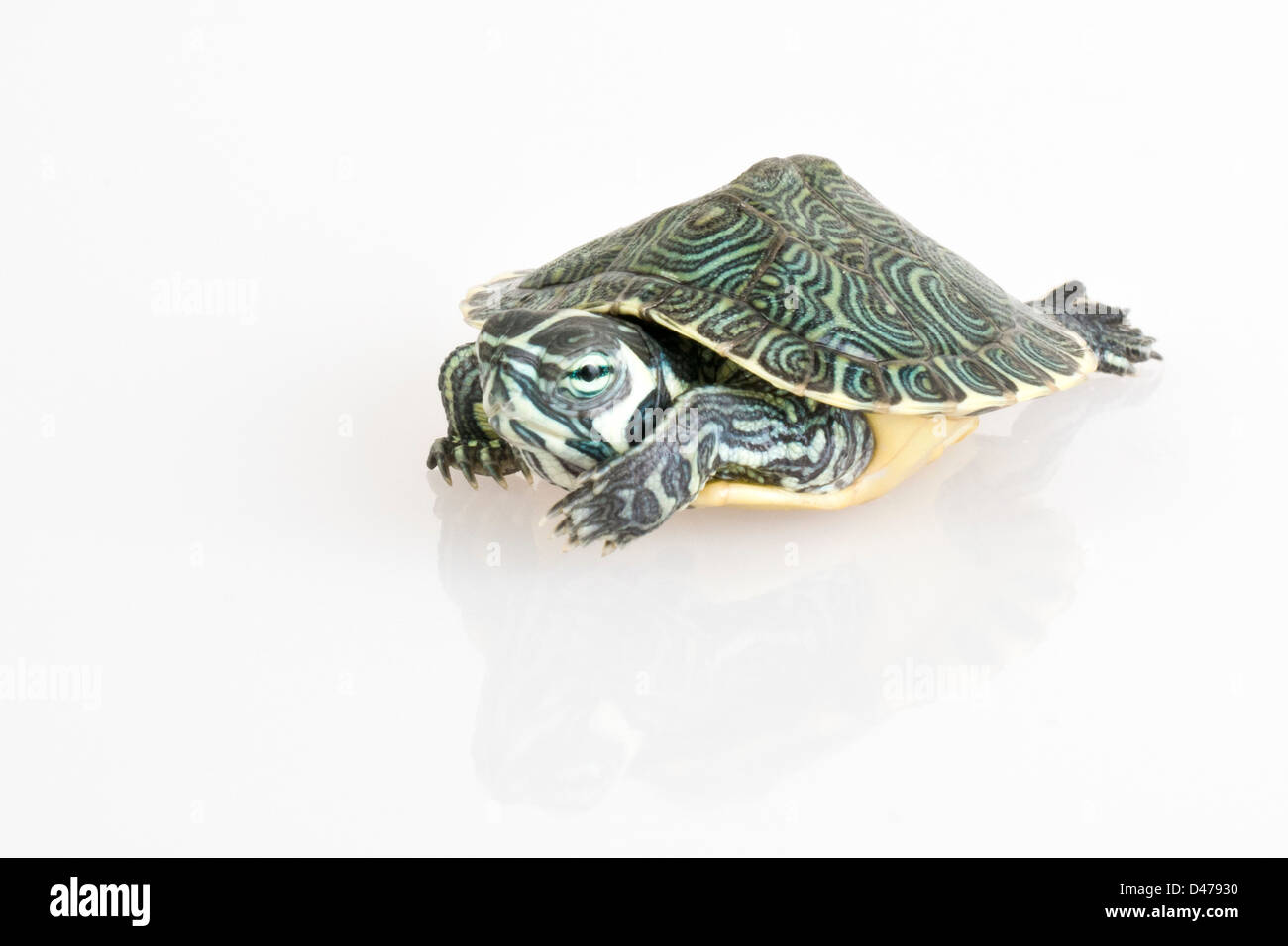 Turtle on white background Stock Photo - Alamy