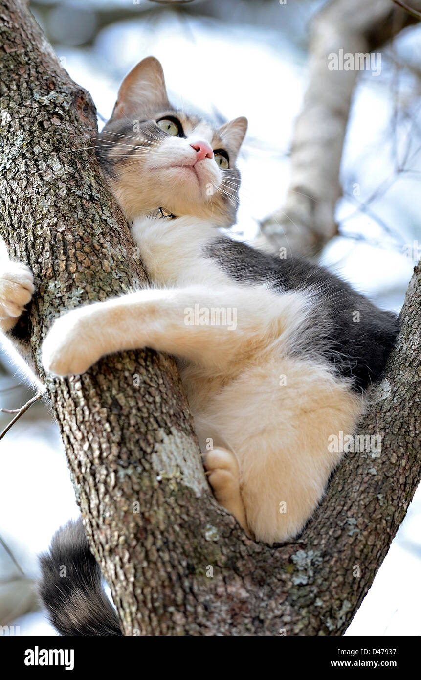 Cute gray and white cat in the crook of a tree looking for prey Stock ...