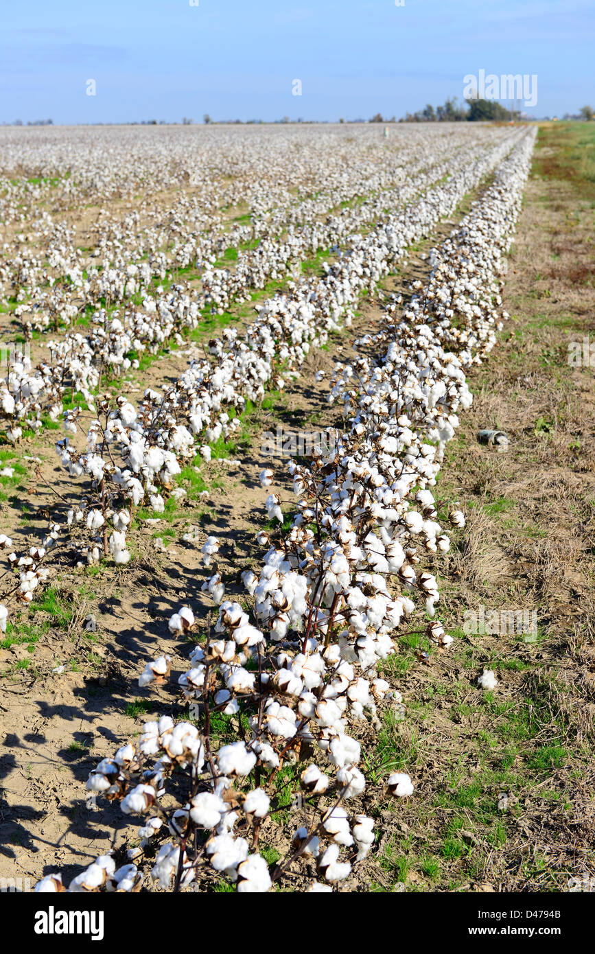 Cotton Field Ready for Harvesting Mississippi Stock Photo - Alamy