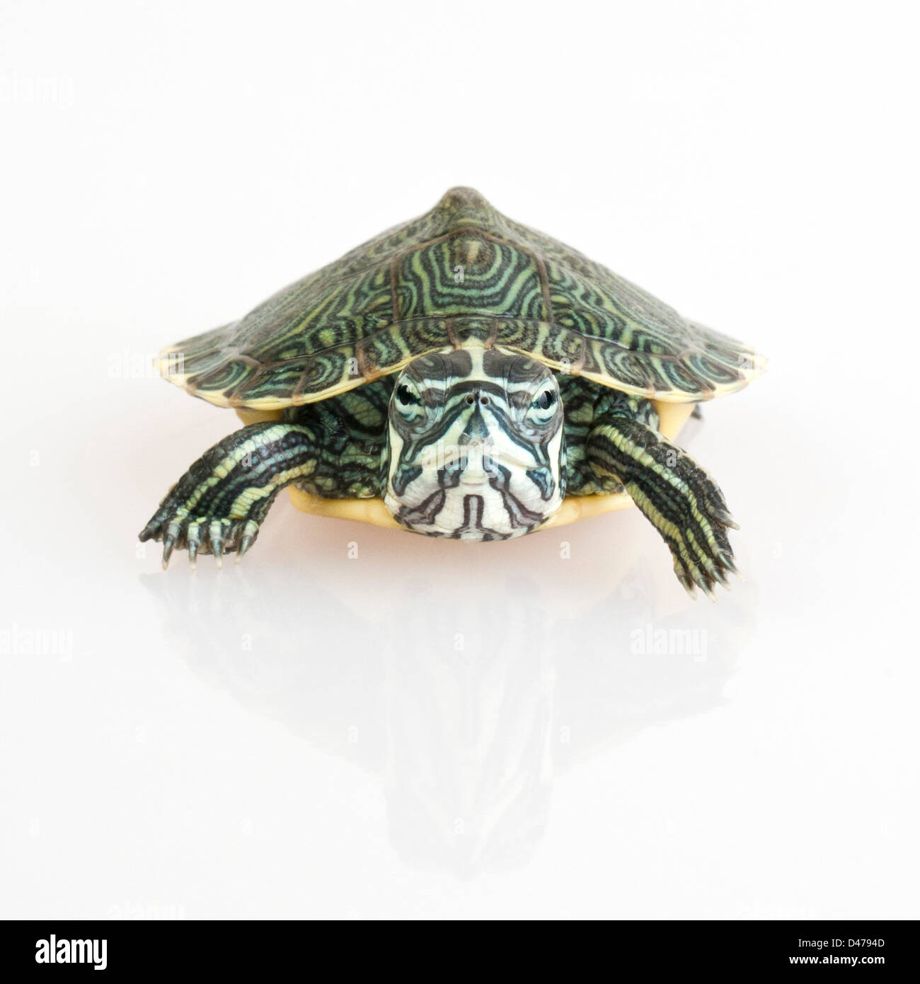 Turtle on white background Stock Photo - Alamy