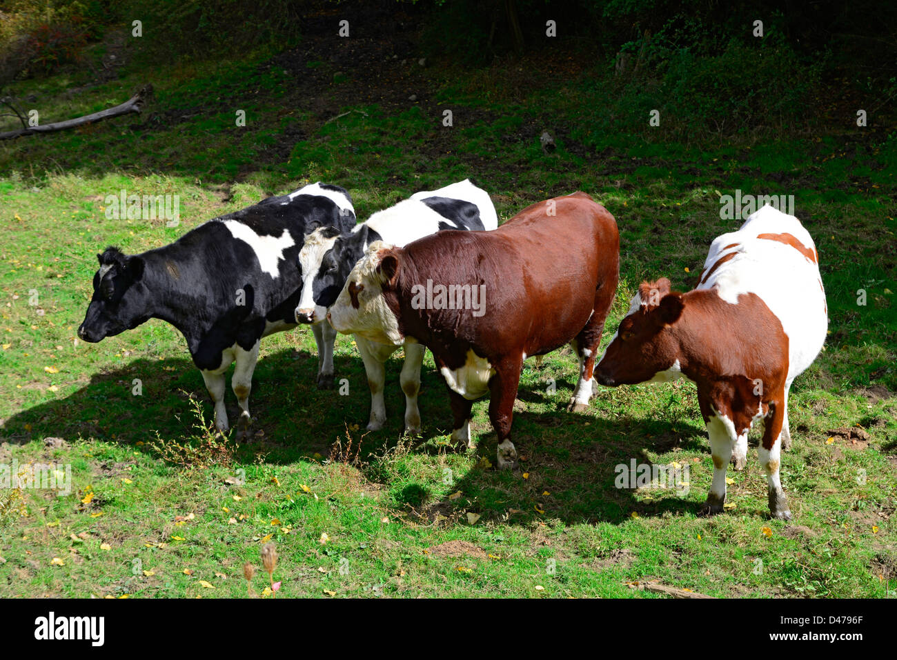 Cattle grazing in grassy area on farm Stock Photo - Alamy
