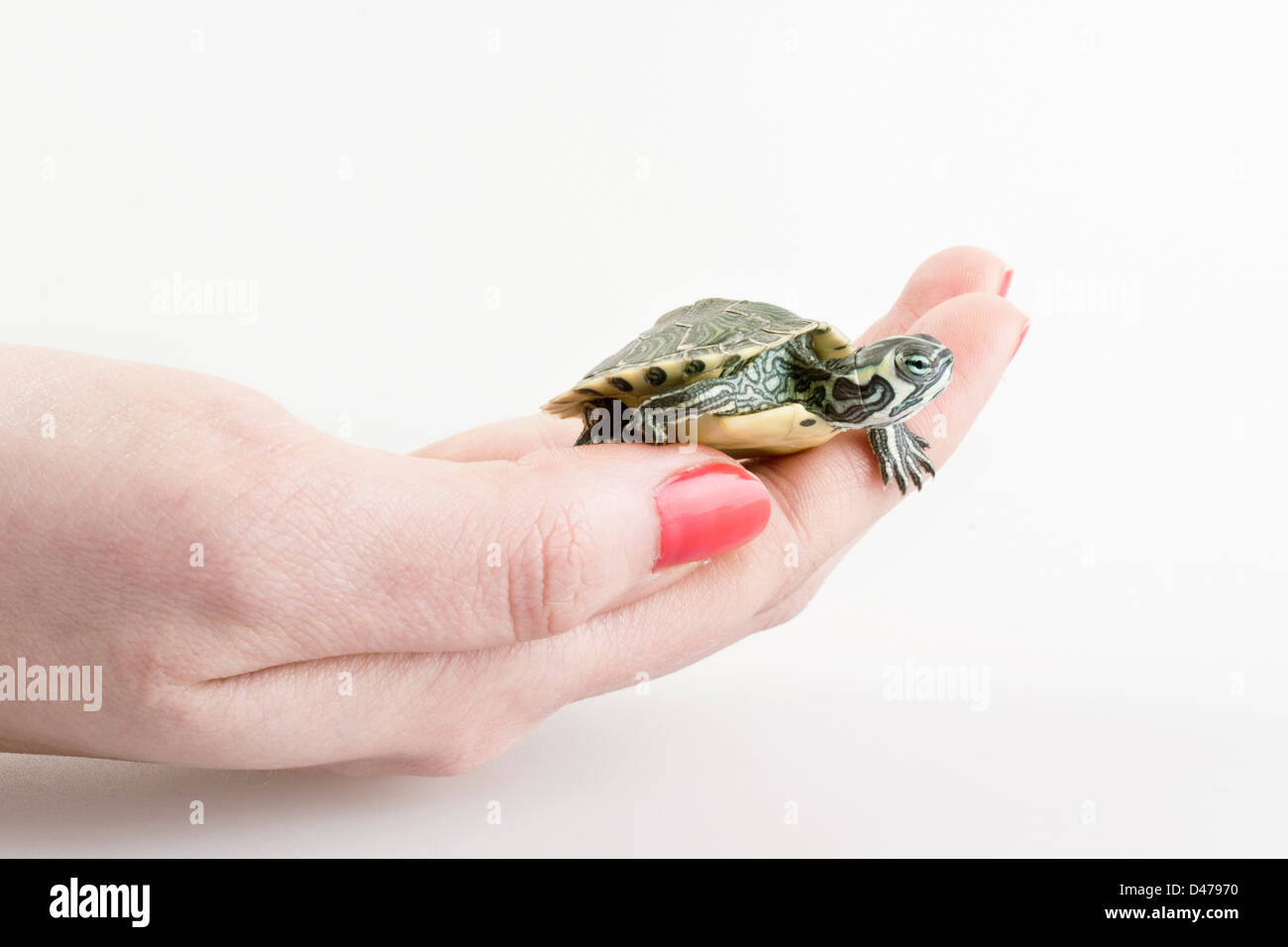 Turtle on a woman's hand Stock Photo - Alamy