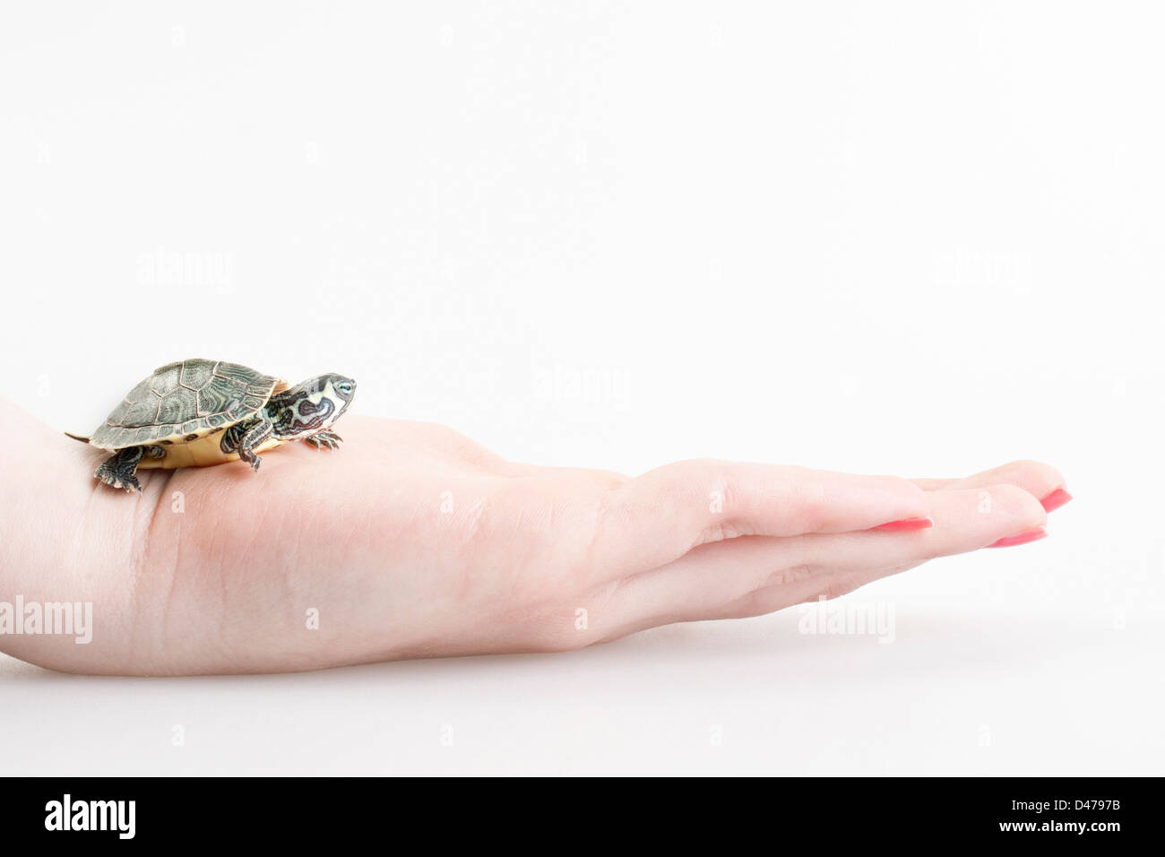 Baby turtle on a hand hi-res stock photography and images - Alamy