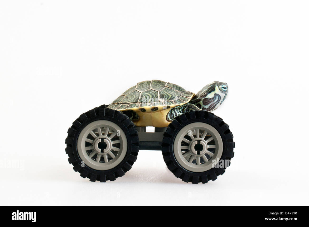 Turtle with wheels Stock Photo - Alamy