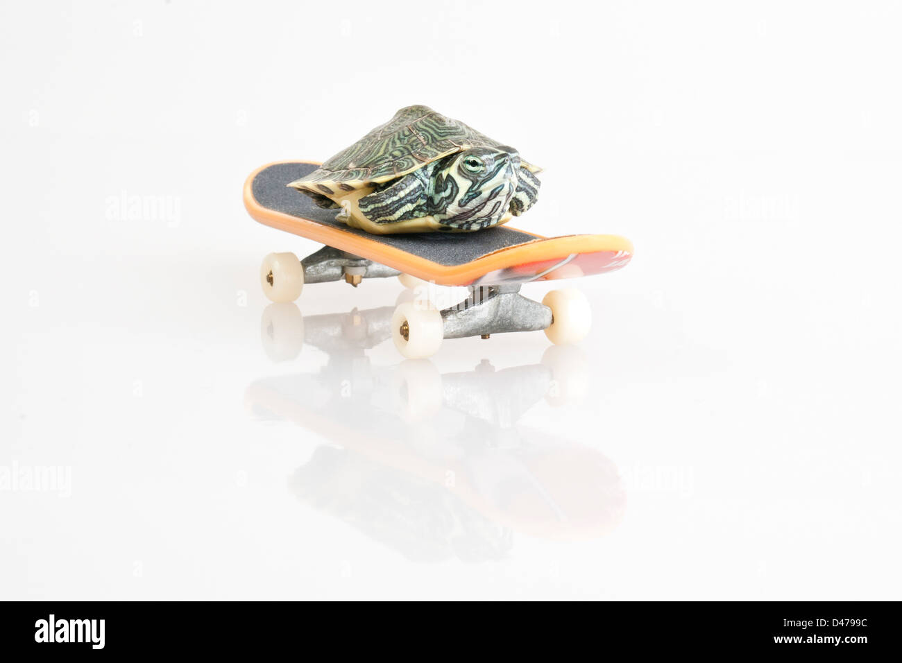 Turtle on skateboard hi-res stock photography and images - Alamy