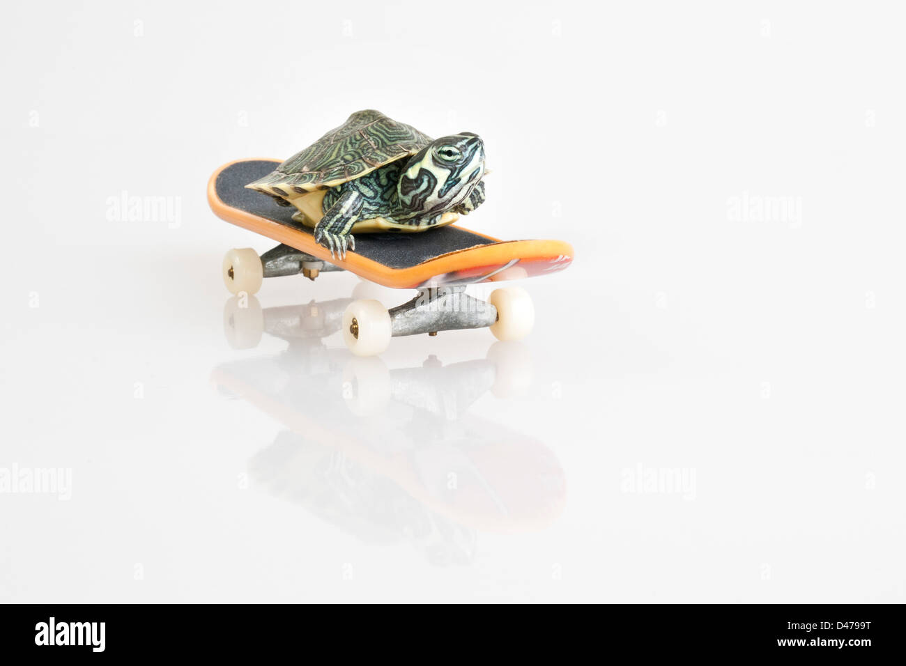 Turtle on skateboard Stock Photo - Alamy