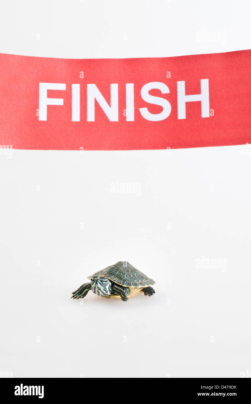 Turtle to the finish Stock Photo - Alamy
