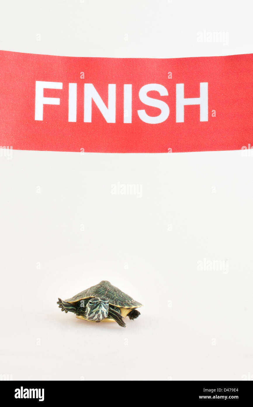 Turtle to the finish Stock Photo - Alamy