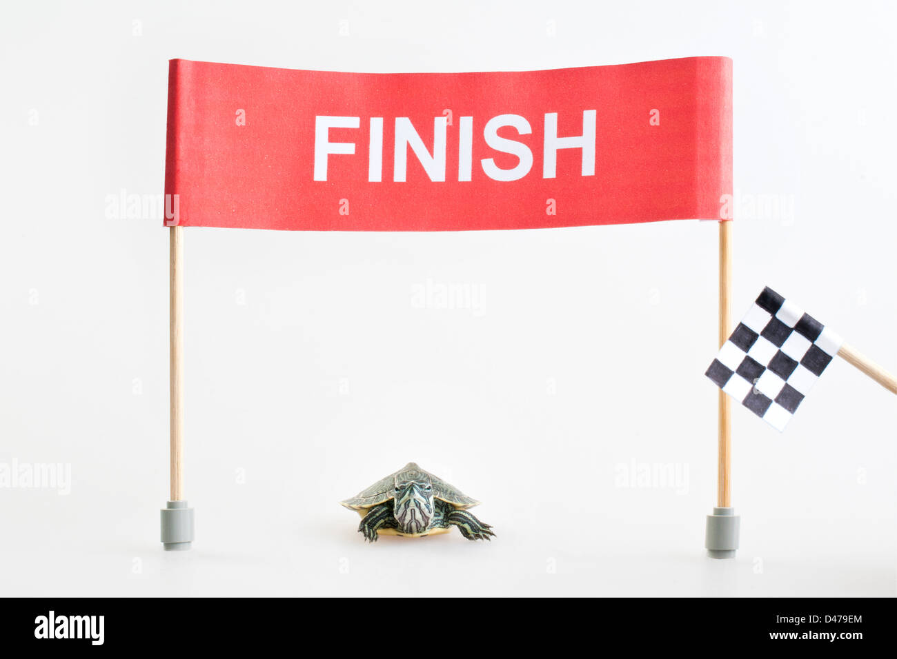 Turtle to the finish Stock Photo - Alamy