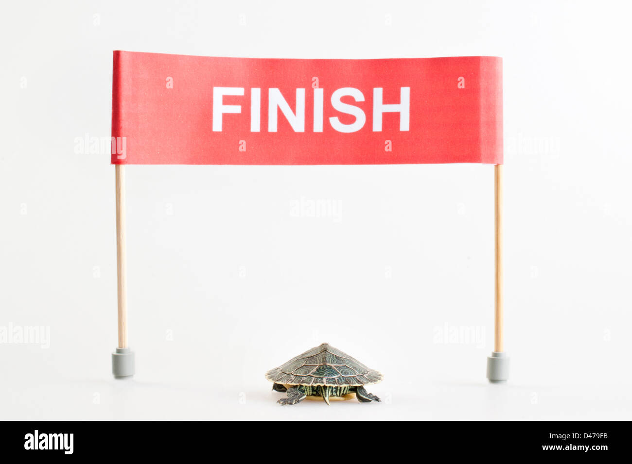 Turtle to the finish Stock Photo - Alamy