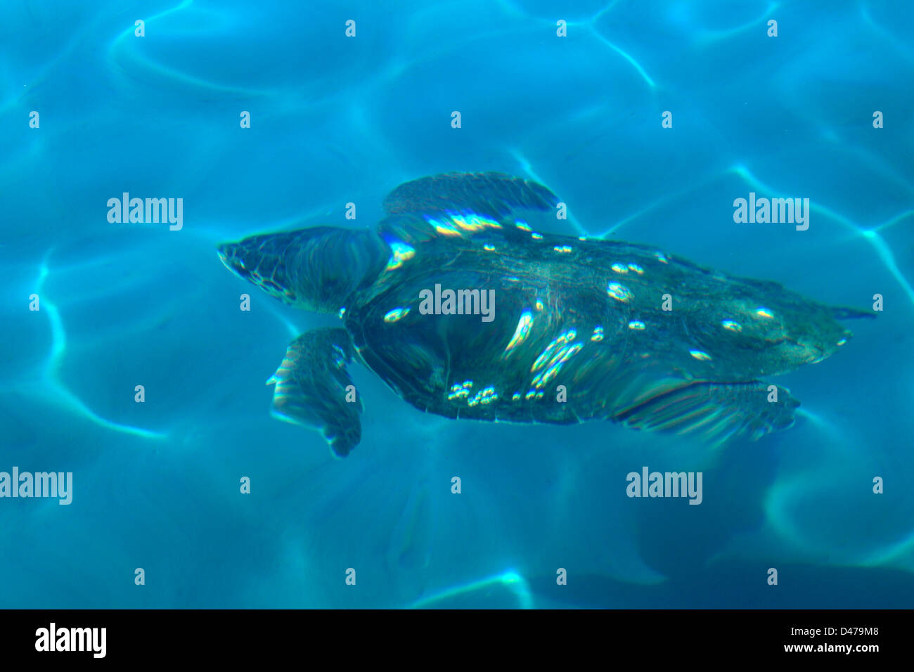 Laganas bay turtle hi-res stock photography and images - Alamy