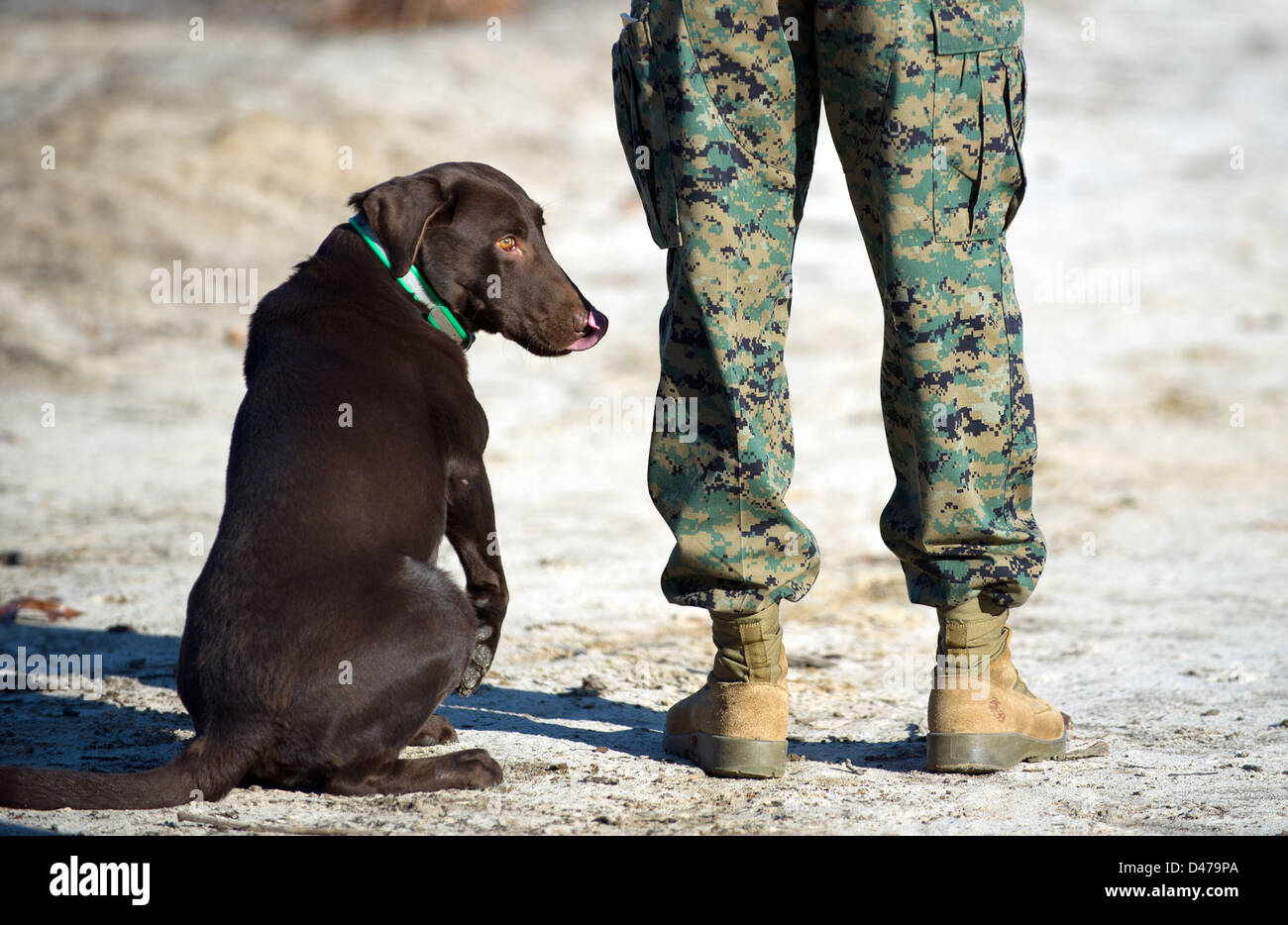 A Marine works with a dog to complete a mission in Southern Pines ...