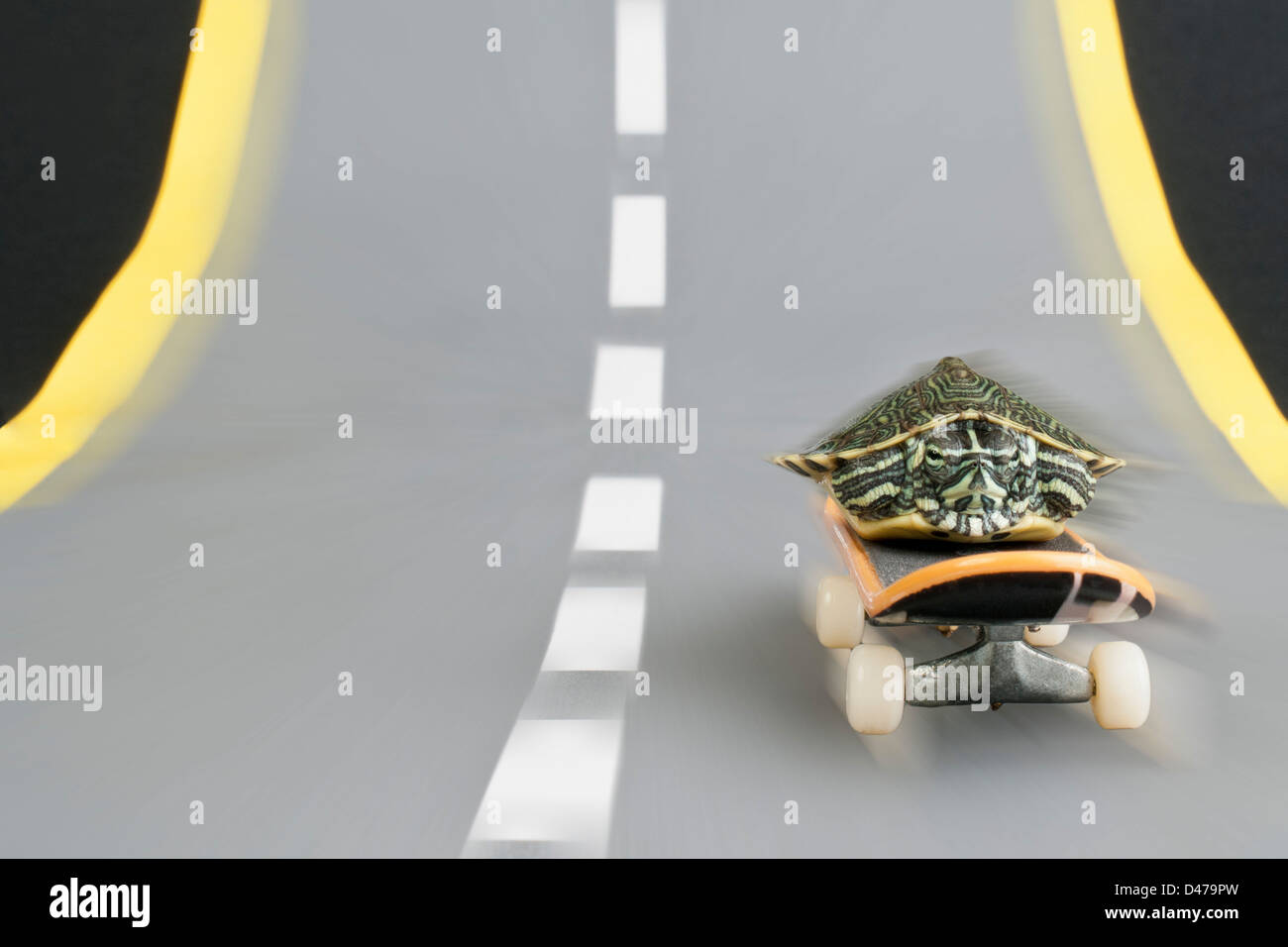 Turtle on skateboard Stock Photo - Alamy