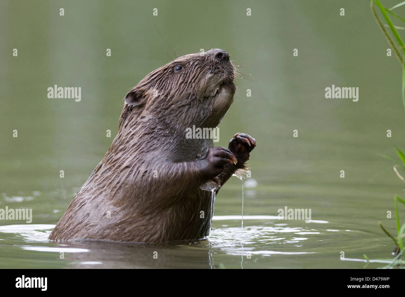 European Beaver (Castor fiber) standing in shallow water, Austria Stock ...