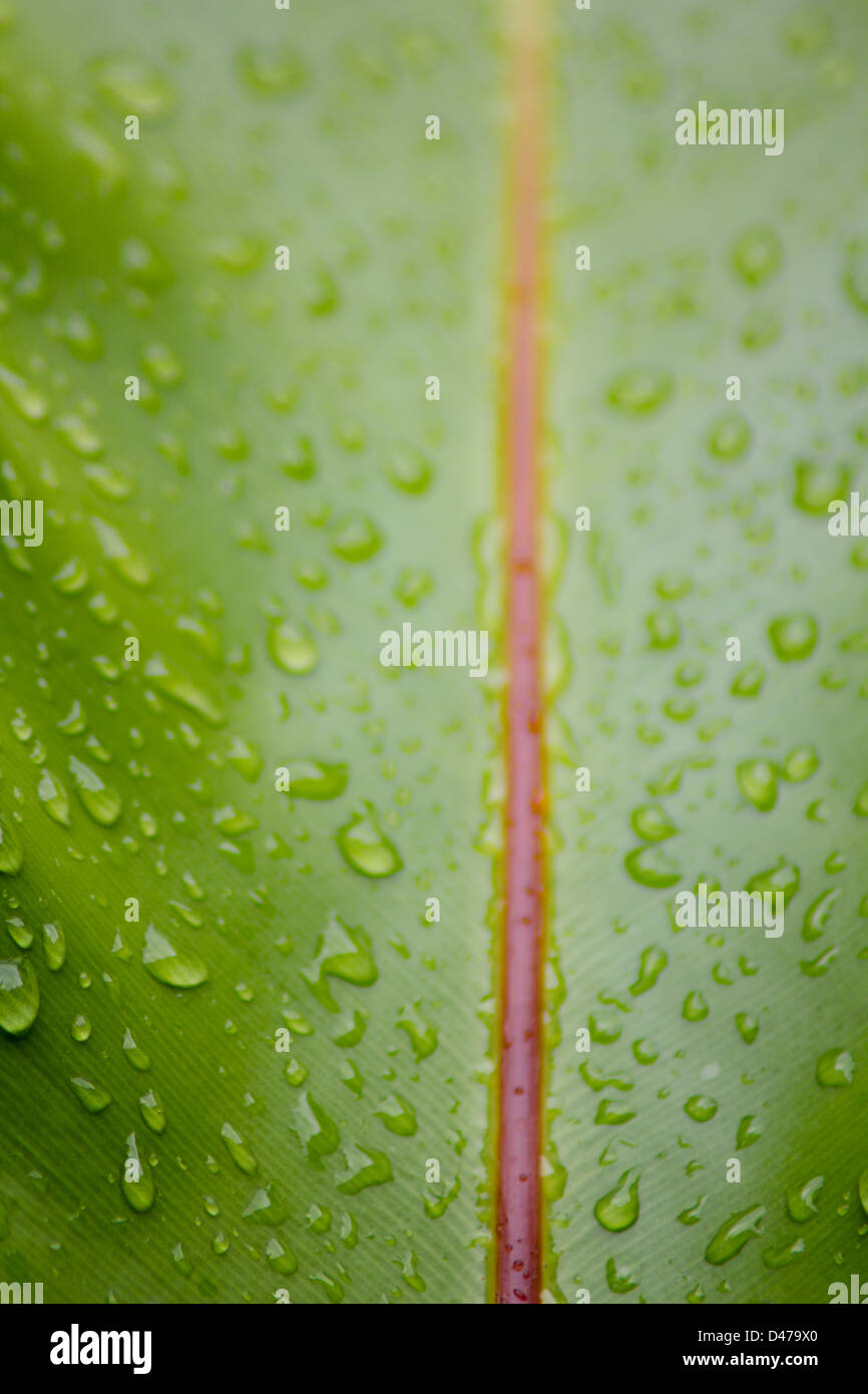 fern stalk with water drop Stock Photo - Alamy
