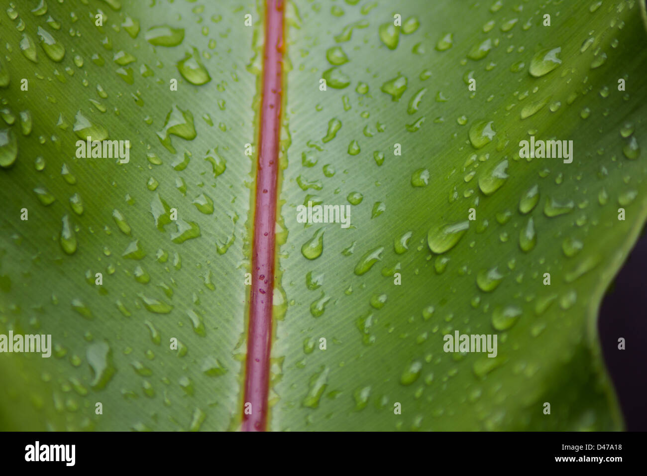 fern stalk with water drop Stock Photo - Alamy