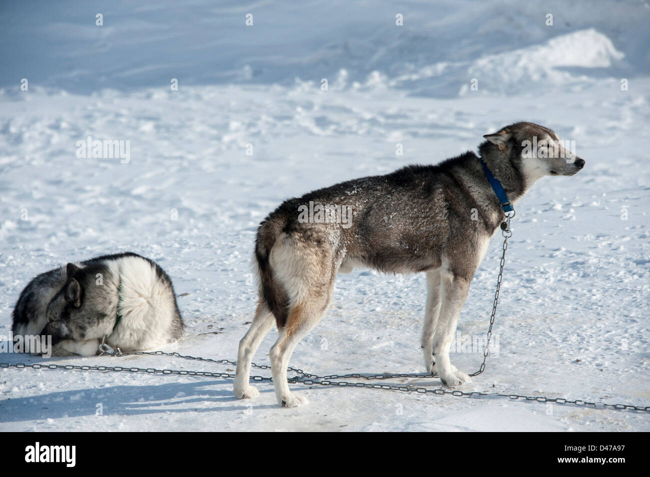 Two huskies hi-res stock photography and images - Alamy