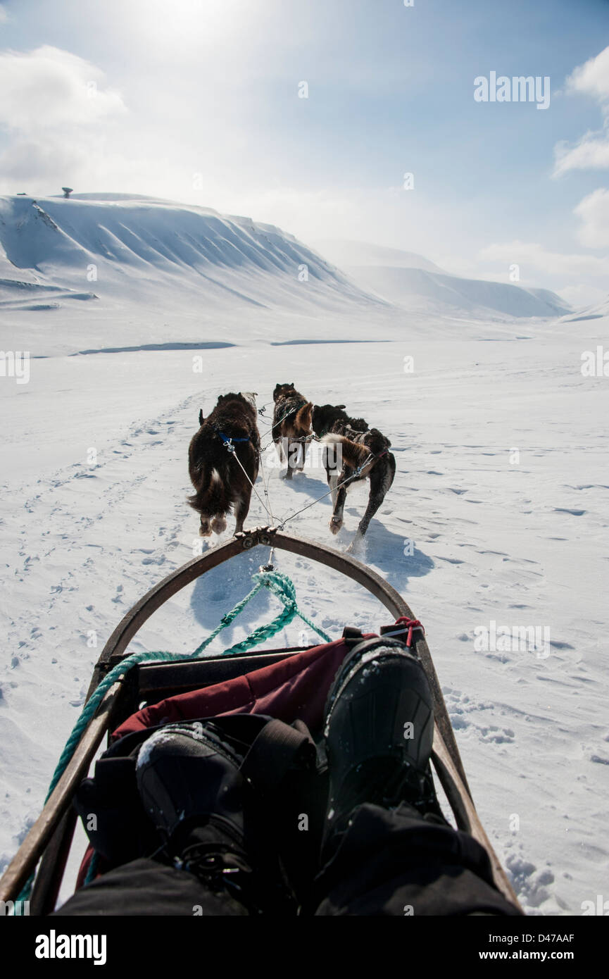 Team of Huskies pulling a sled in Spitsbergen Stock Photo - Alamy