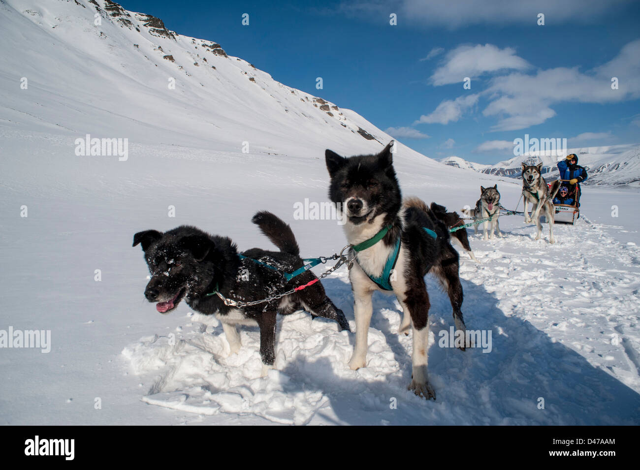 Huskies pulling sled on snow hi-res stock photography and images - Alamy