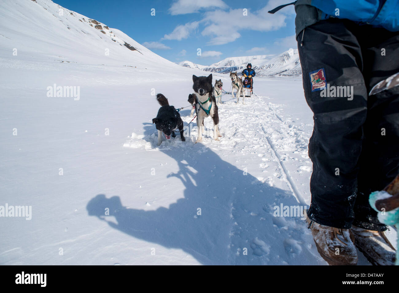 Huskies pulling hi-res stock photography and images - Alamy