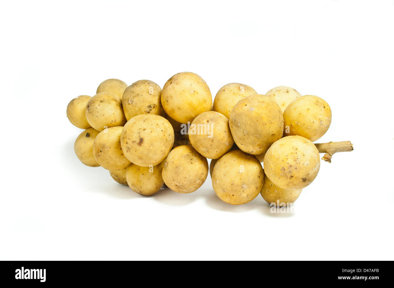 Lansium domesticum isolated on white background Stock Photo - Alamy
