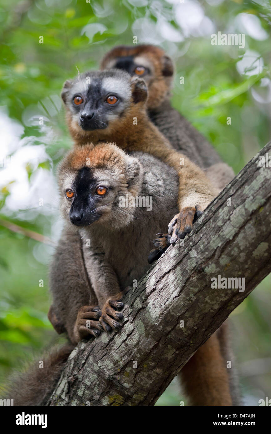 Red-fronted Lemur (Eulemur rufifrons). Three individuals on a branch ...
