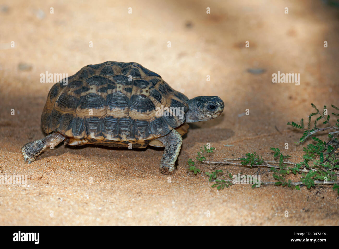 Pyxis Arachnoides Arachnoides High Resolution Stock Photography and ...